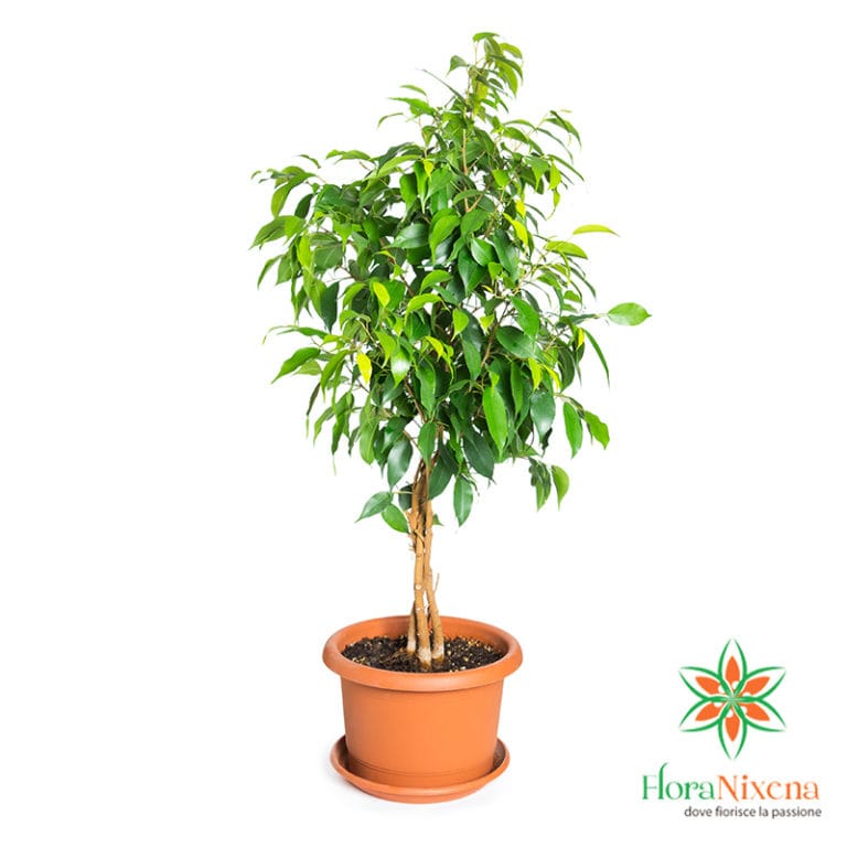Ficus Amstel King - FloraNixena - flower and plant delivery